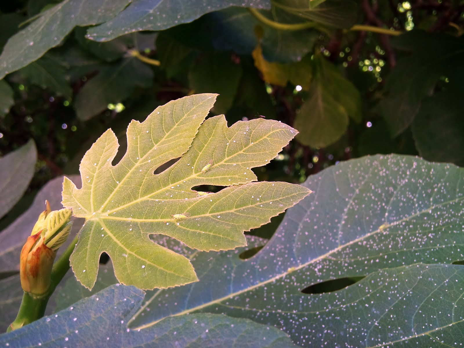 Árboles con alma: Higuera. Figuera. (Ficus carica)