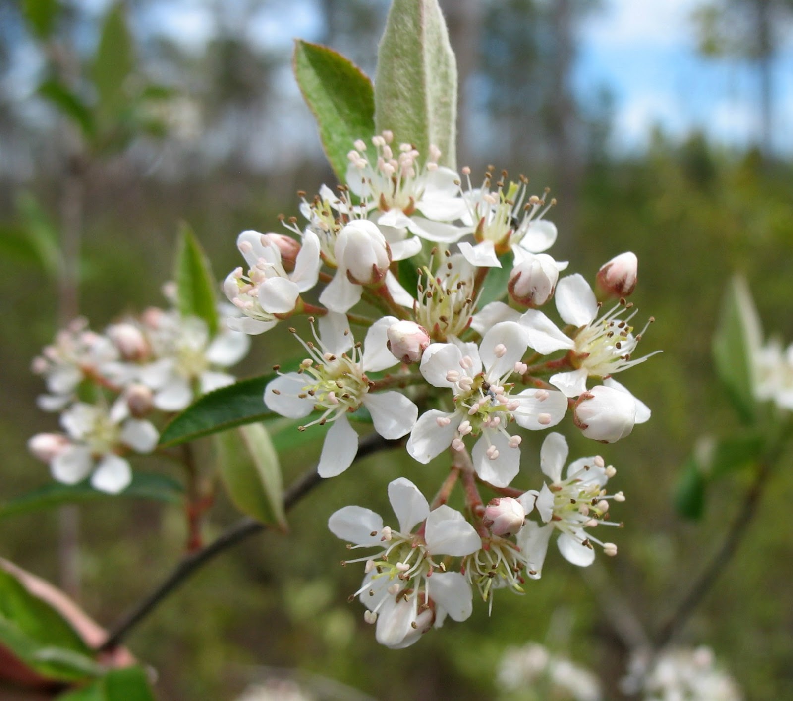 Using Georgia Native Plants: Special Plants, Special Places – Carolina bays