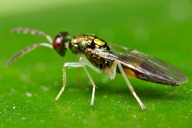 ムシをデザインしたのはダレ？: ヒメコバチ科の一種（Sympiesis derogatae）