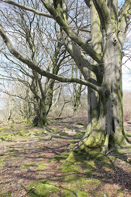 Valley Naturalist: That was the week (three weeks) that was