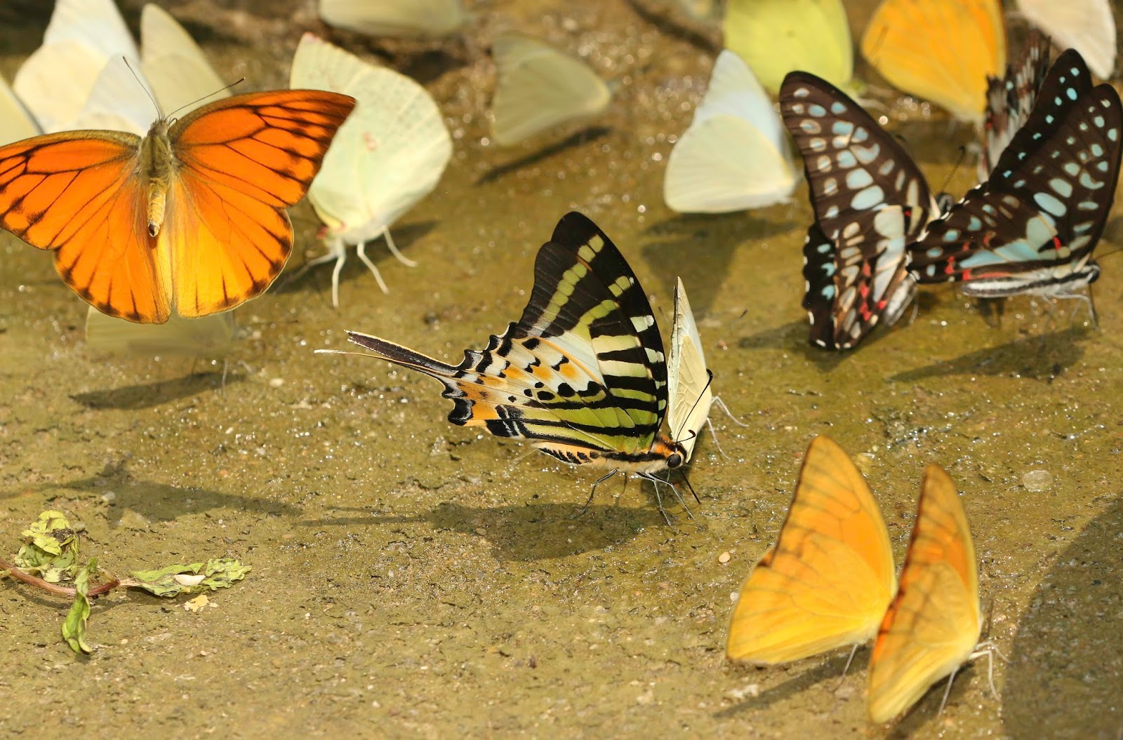 Butterflies of Vietnam: 75. Graphium antiphates antiphates(The Fivebar ...
