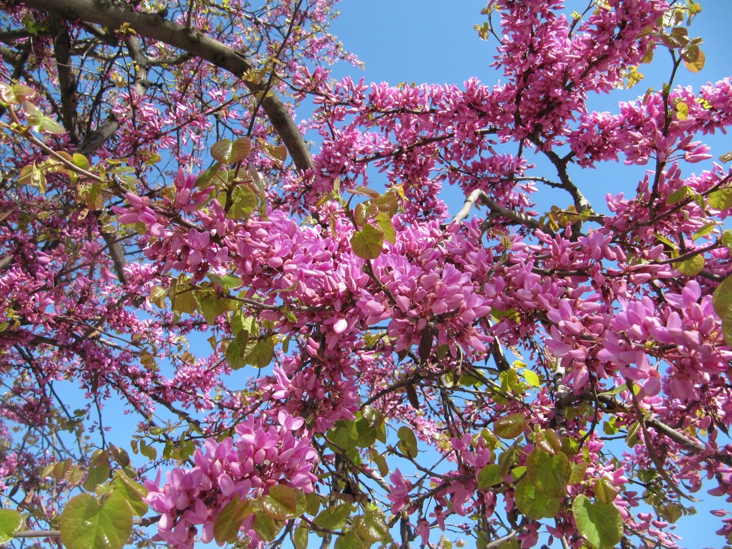 Árboles de flores rosas - Imagui