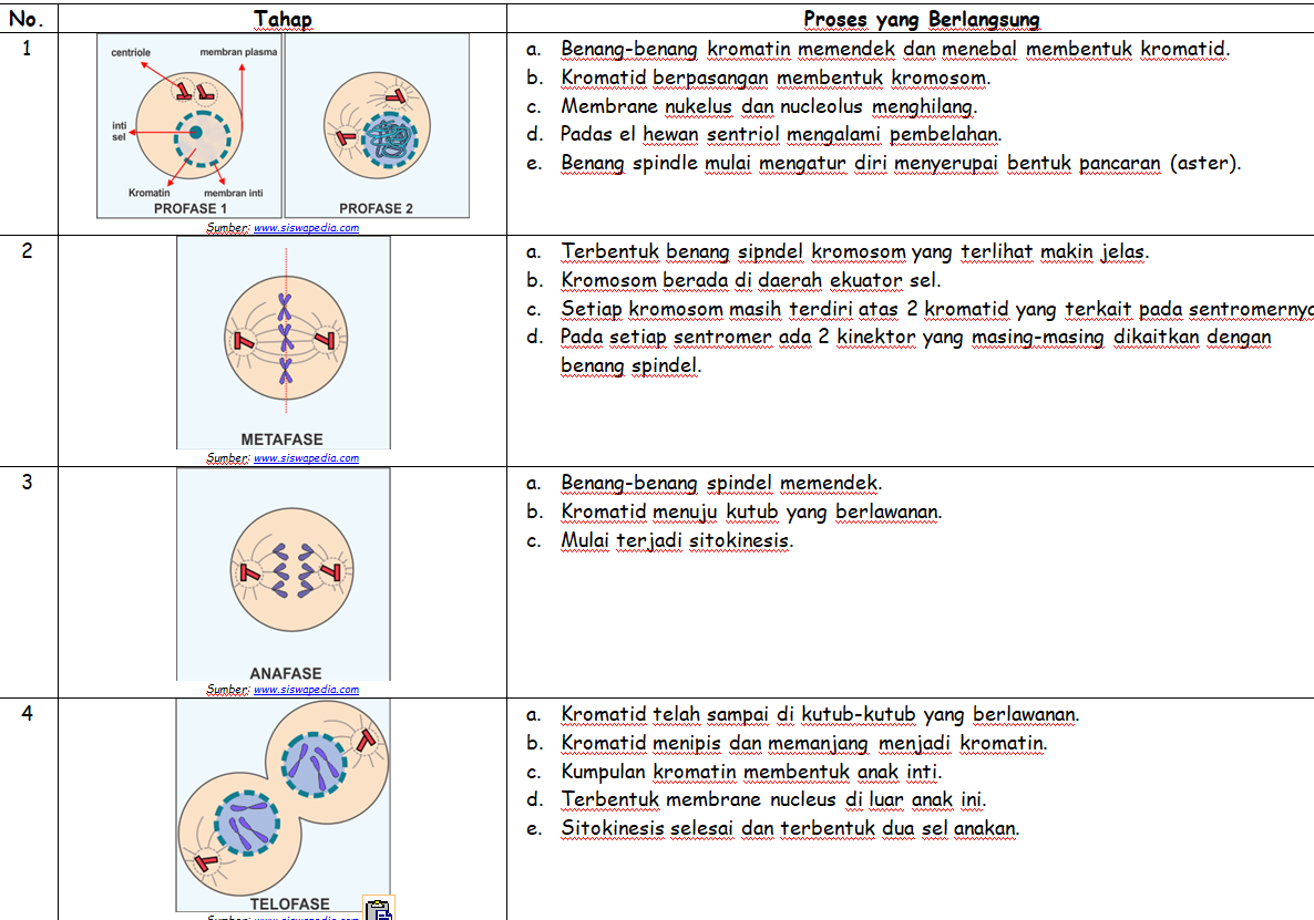 Mama Sains: Pembelahan Sel