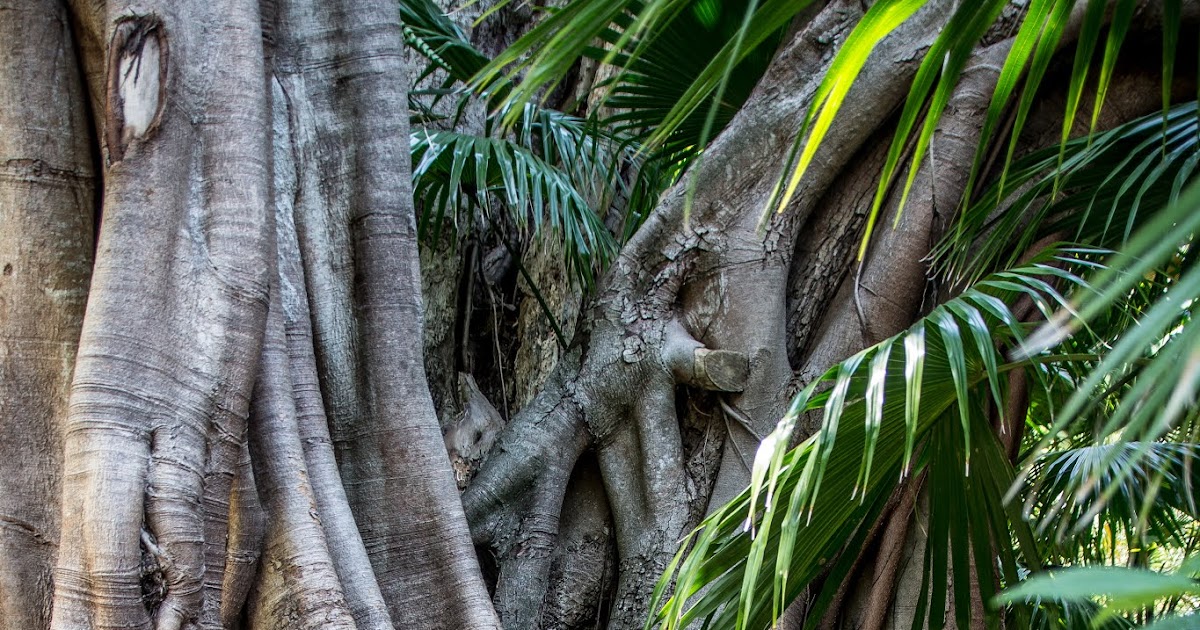 małe zielone miejsce: Ficus lacor