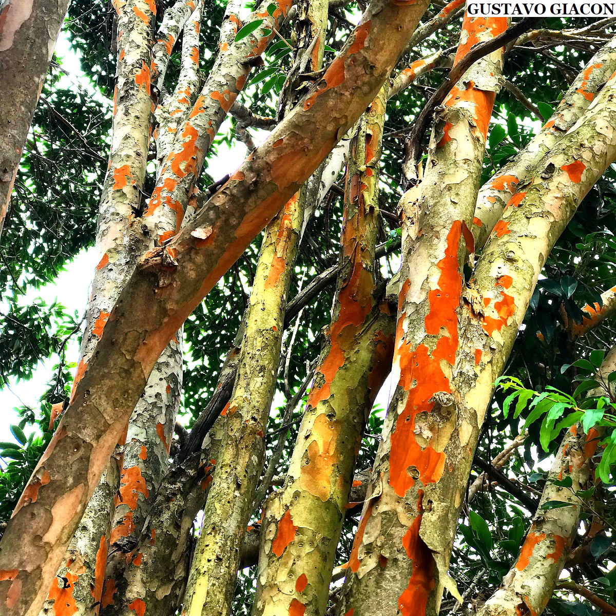 Viveiro Ciprest - Plantas Nativas e Exóticas: Cambucá ( Plinia edulis )