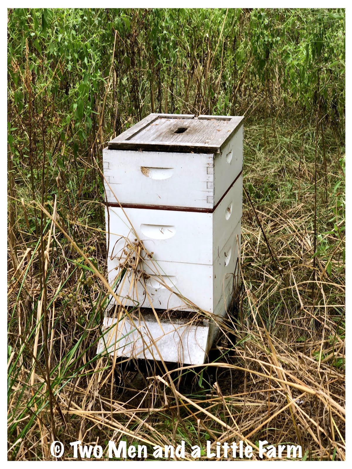 Two Men and a Little Farm: THE BAD BEES ARE GONE