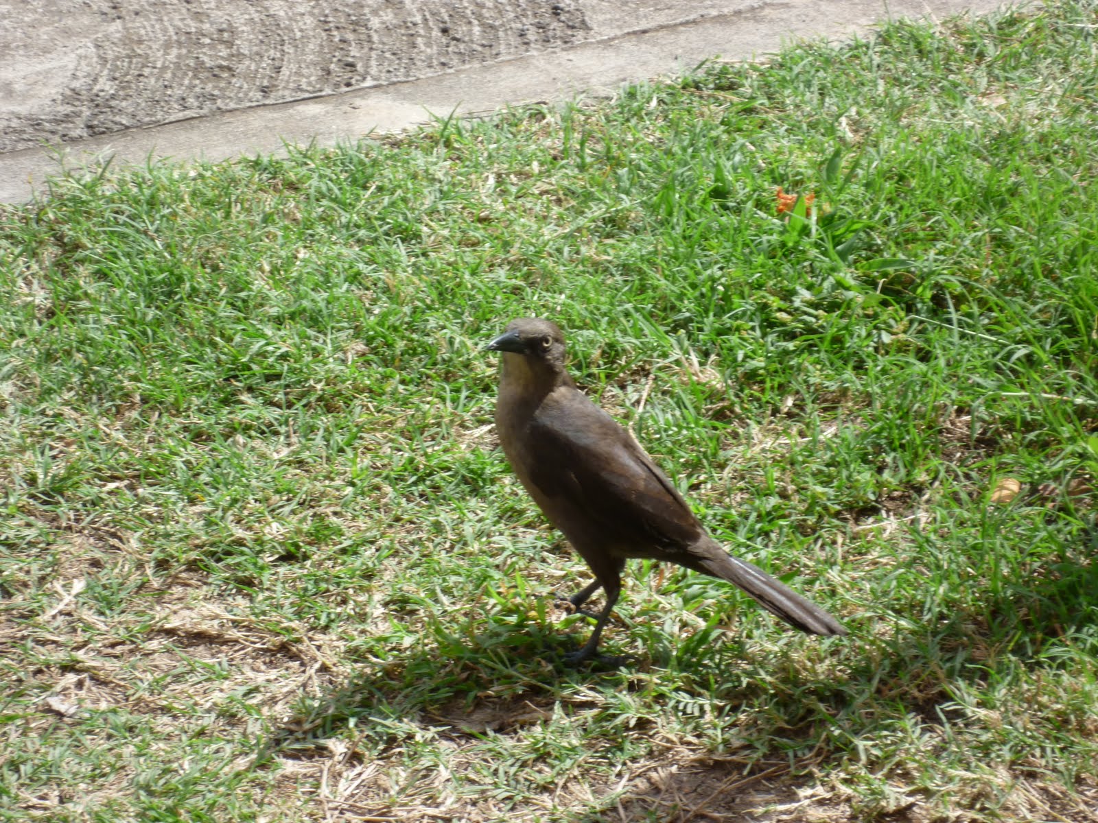 The McAllisters... Back from the Caribbean: Animals of Grenada