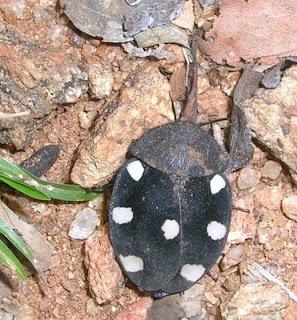 Cockroaches (and other arthropods) as pets