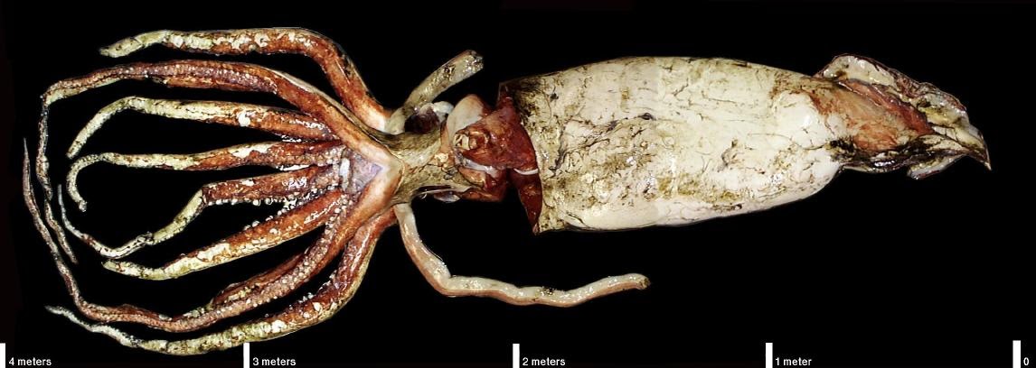 15 Interesting Facts About Squid