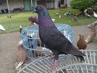 Dunia Hewan: BURUNG MERPATI