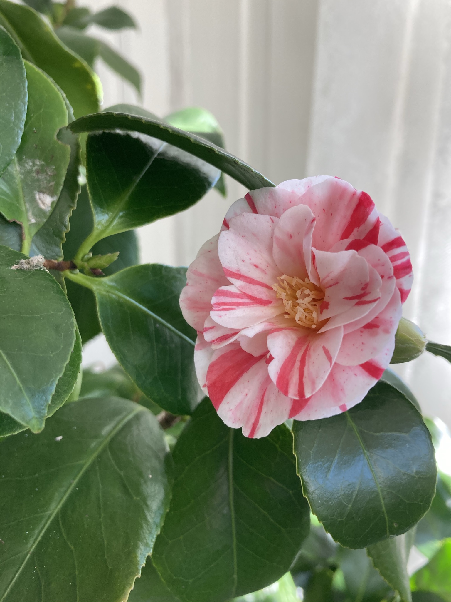 Helena´s Hem & Trädgård: Älskade camelior