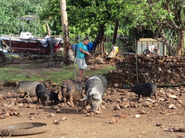 Off to Sea the Wizard: Tonga!