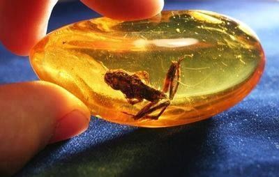 Thomas Hoskyns Leonard Blog: AMBER-TRAPPED LIZARD FOSSILS REVEAL LOST WORLD