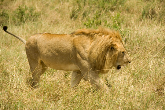 6 Jenis Singa yang masih ada saat ini | Fauna Gue