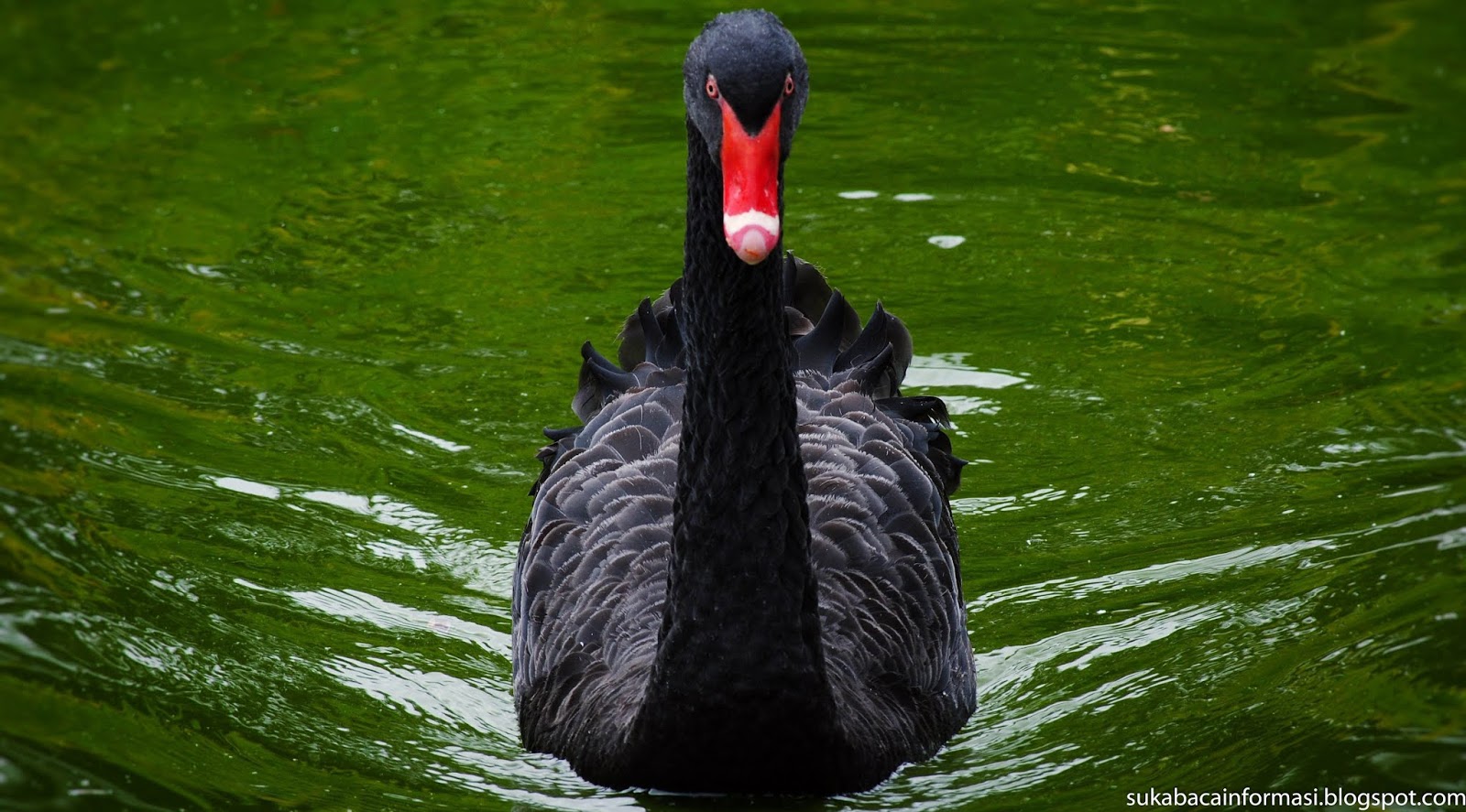 Kumpulan Foto Angsa Hitam