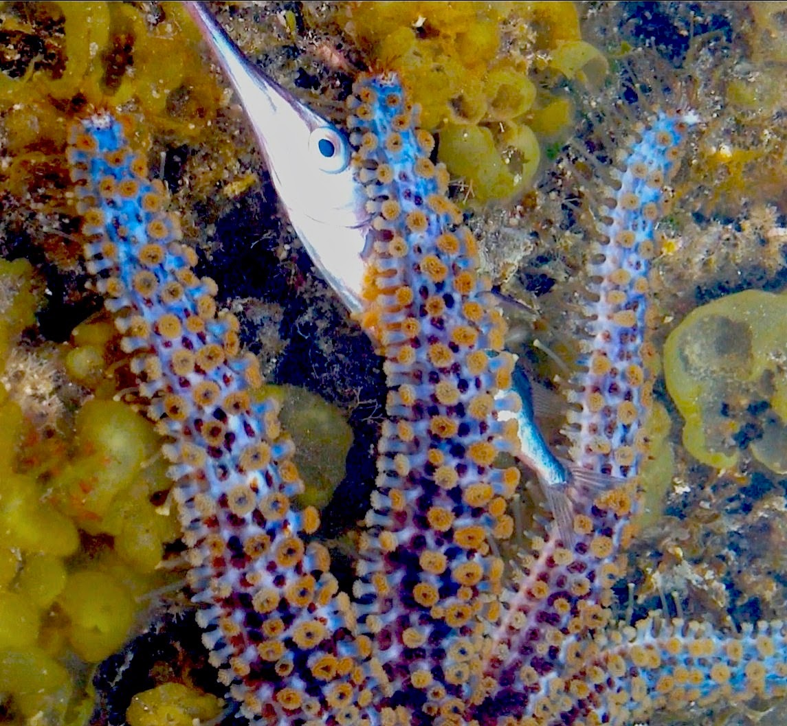 Rafael Microfauna Marina: Un momento natural