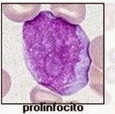 Fichero de Hematología: Morfología normal de las células sanguíneas.