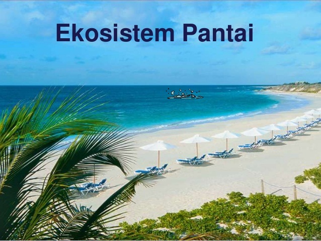 Pengertian Ekosistem Pantai Adalah: Ciri-ciri , Komponen- komponen ...
