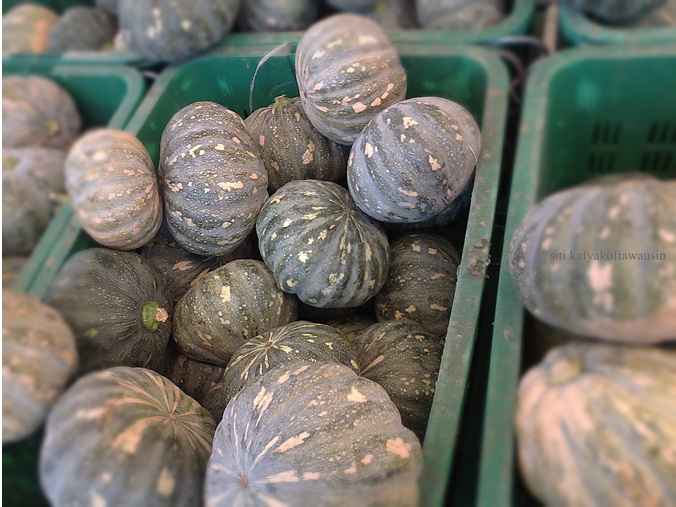 rupa sebenar pokok labu | Siti Kektus