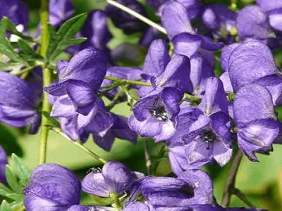 वत्सनाभ (मीठा विष)