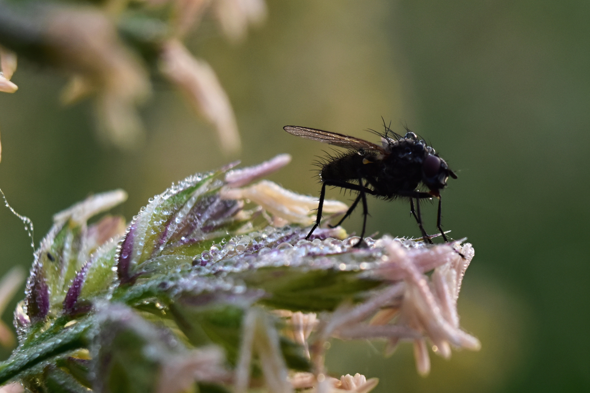 PŘÍRODA: Mouchy, brouci, tiplice