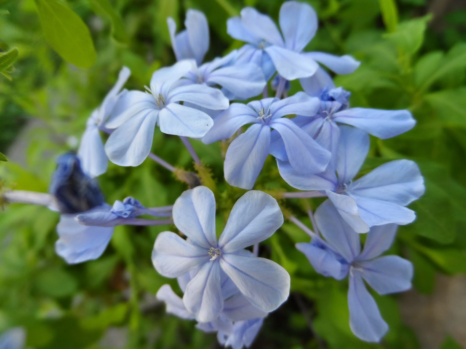 Jardinagem dia a dia: A FLOR TOLERANTE - BELA EMILIA