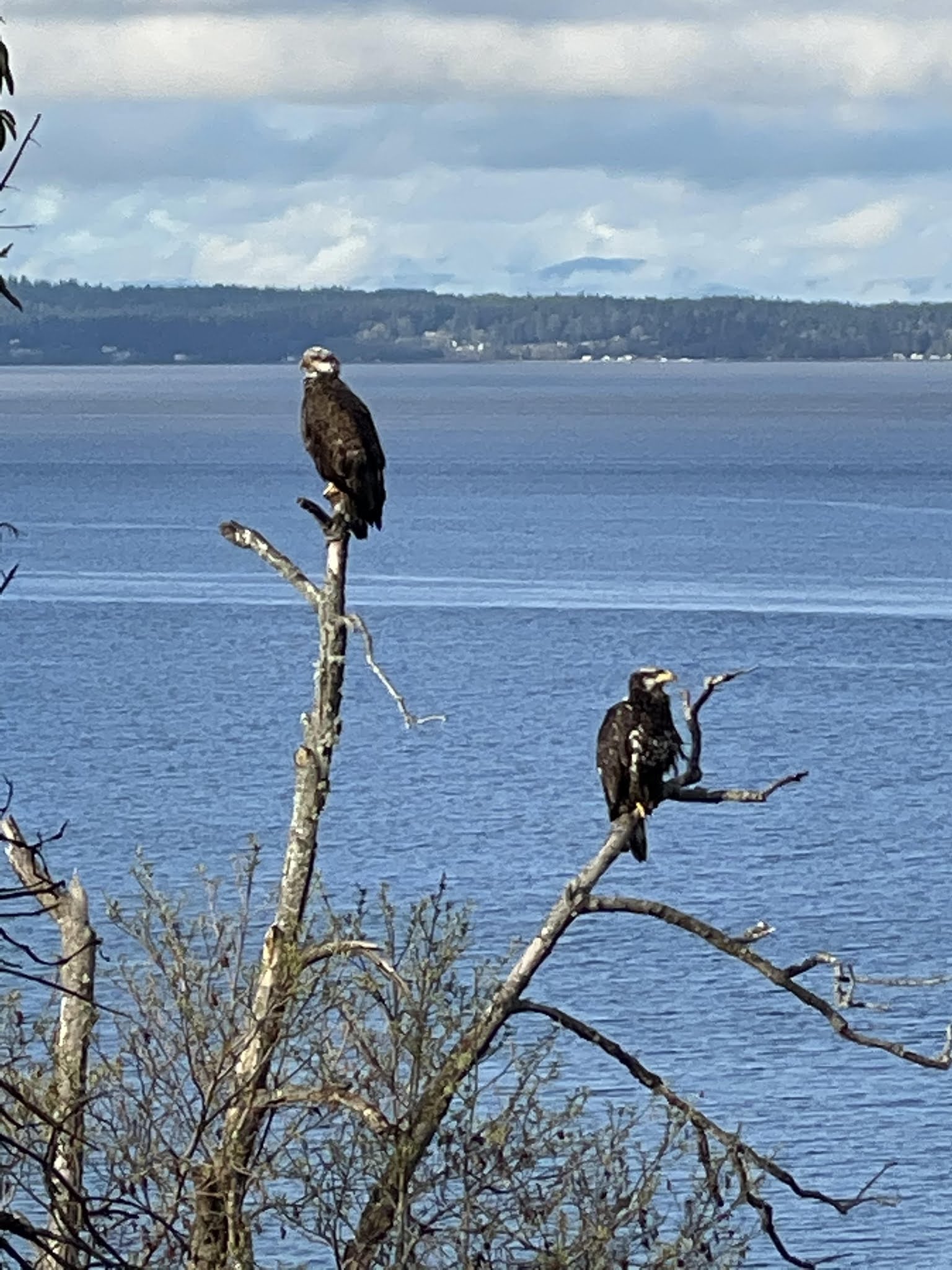 Shoreline Area News: Scene on the Sound: Yearling bald eagles at ...