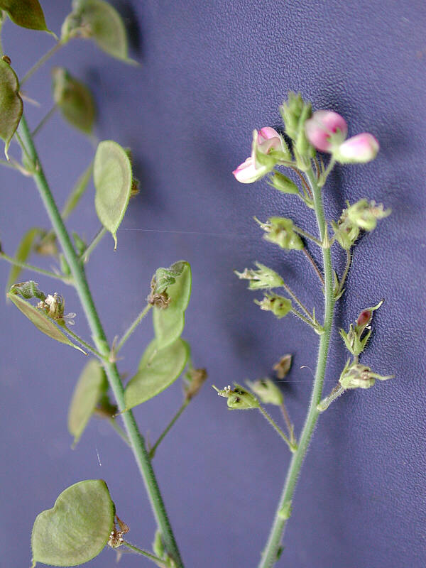 PLANT FAMILIES OF PUERTO RICO AND FLORIDA PAPO VIVES: FABACEAE ...