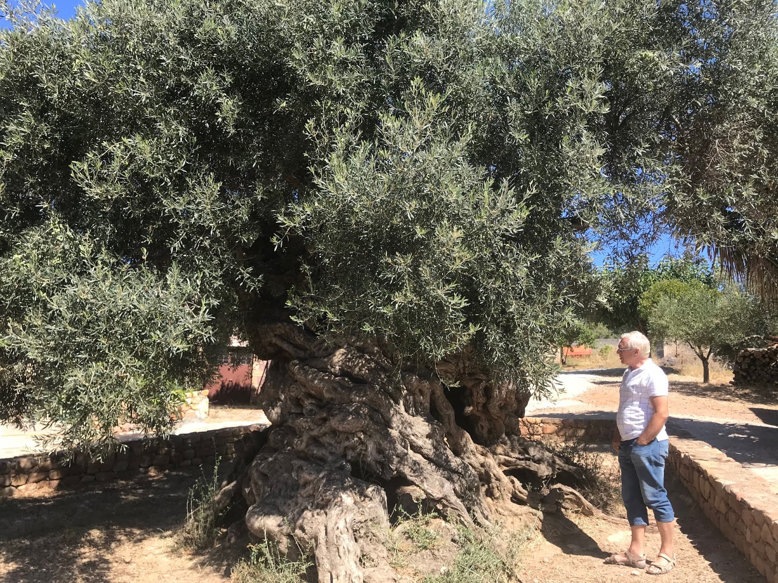 Jan's Blog: The 3,000 Year Old Olive Tree, Crete.