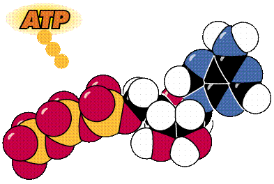 Pengertian ATP ~ Dunia Ke 2