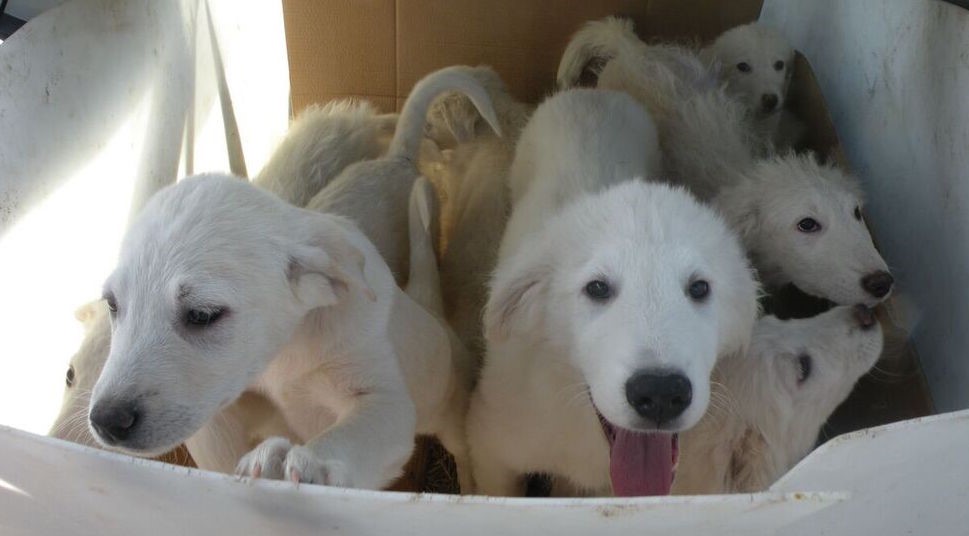 .: Club Italiano Pastore della Sila