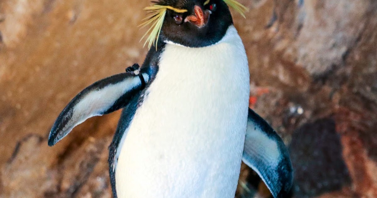 Photo of colorful penguin standing on red colored rocks