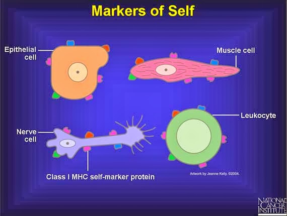 Honors Bio: Immune System Quiz