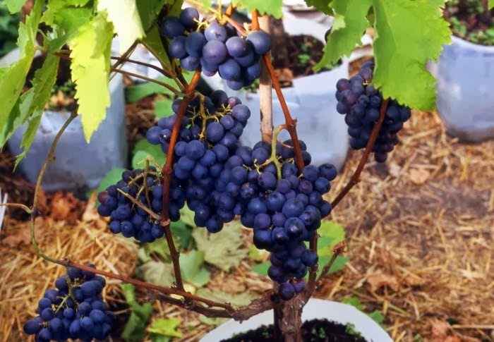 Tanaman Anggur dalam Pot - BUDIDAYAKU