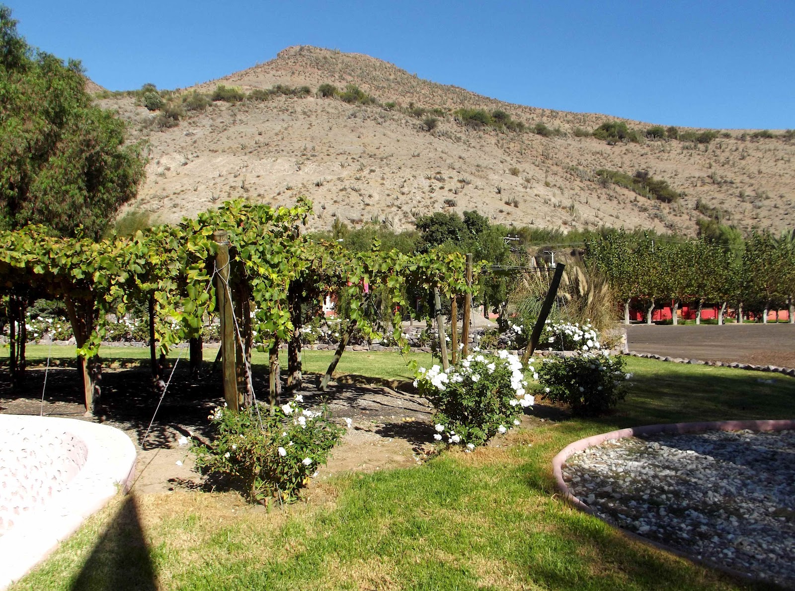 CÓMO VIVIR EN CHILE Y NO MORIR EN EL INTENTO: PISQUERA CAPEL