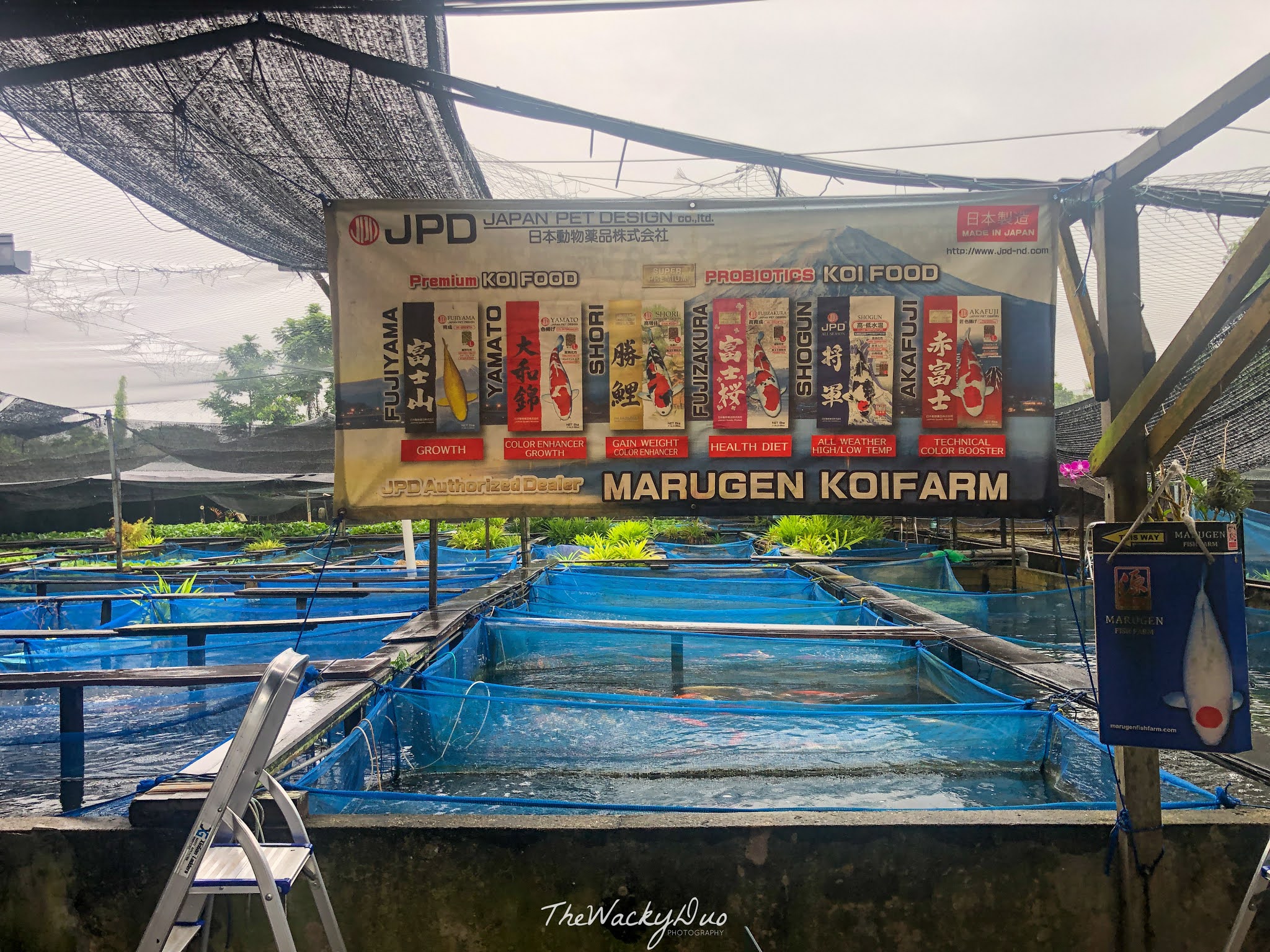 Marugen Koi Farm Review: Afforable Japanese Koi in Singapore ...