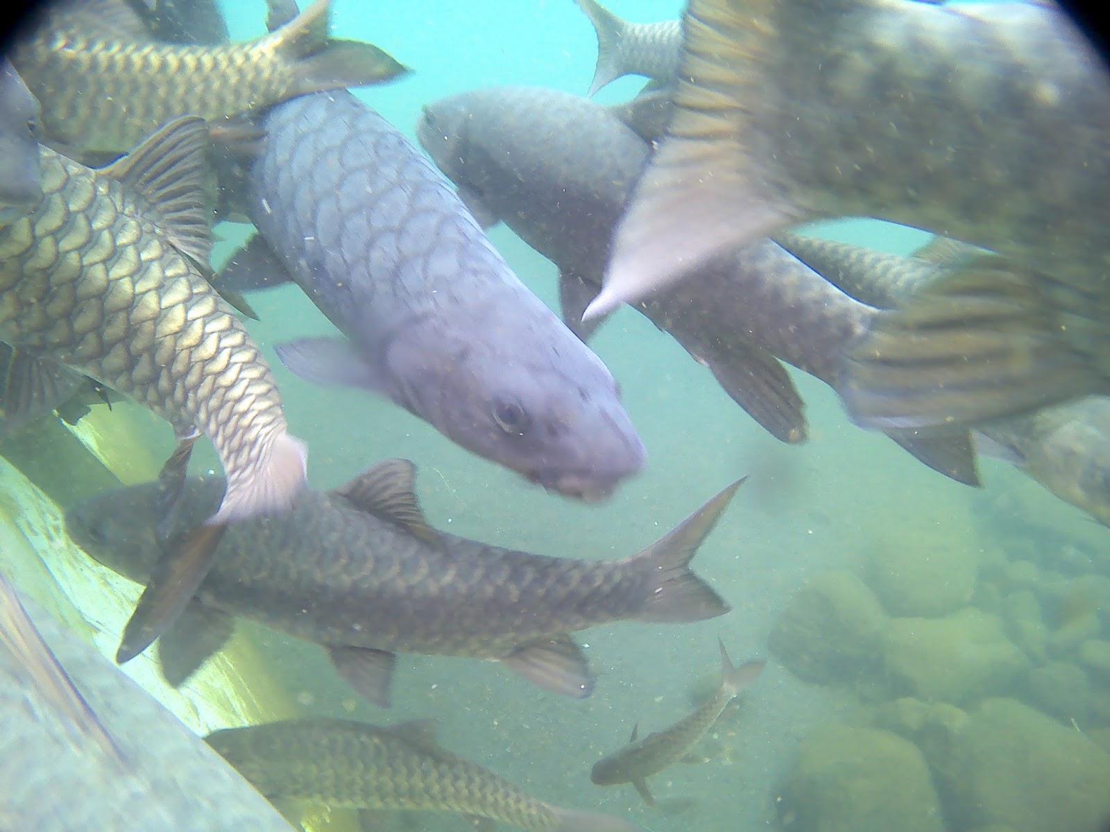 Ikan Dewa Penghuni Wisata Cibulan