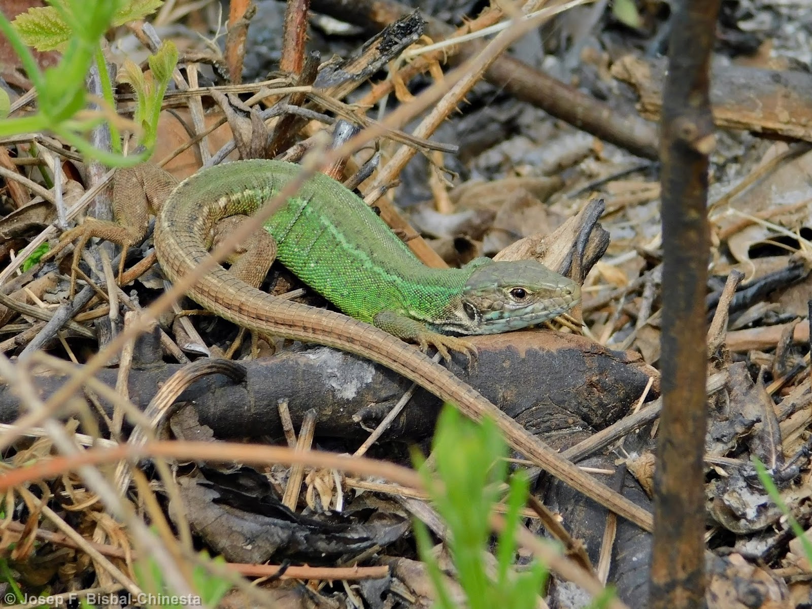 Sargantanes i Dragons: Lacerta viridis - Llangardaix verd oriental