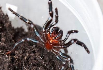 ARANHA-TEIA-DE-FUNIL-AUSTRALIANA(ATRAX ROBUSTUS)