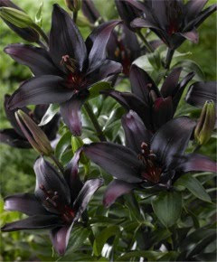 Simple Blue: Spring Bulbs