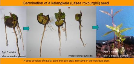 Plasma Nutfah Indonesia Indonesia Germplasm : Germination of Kalangkala ...