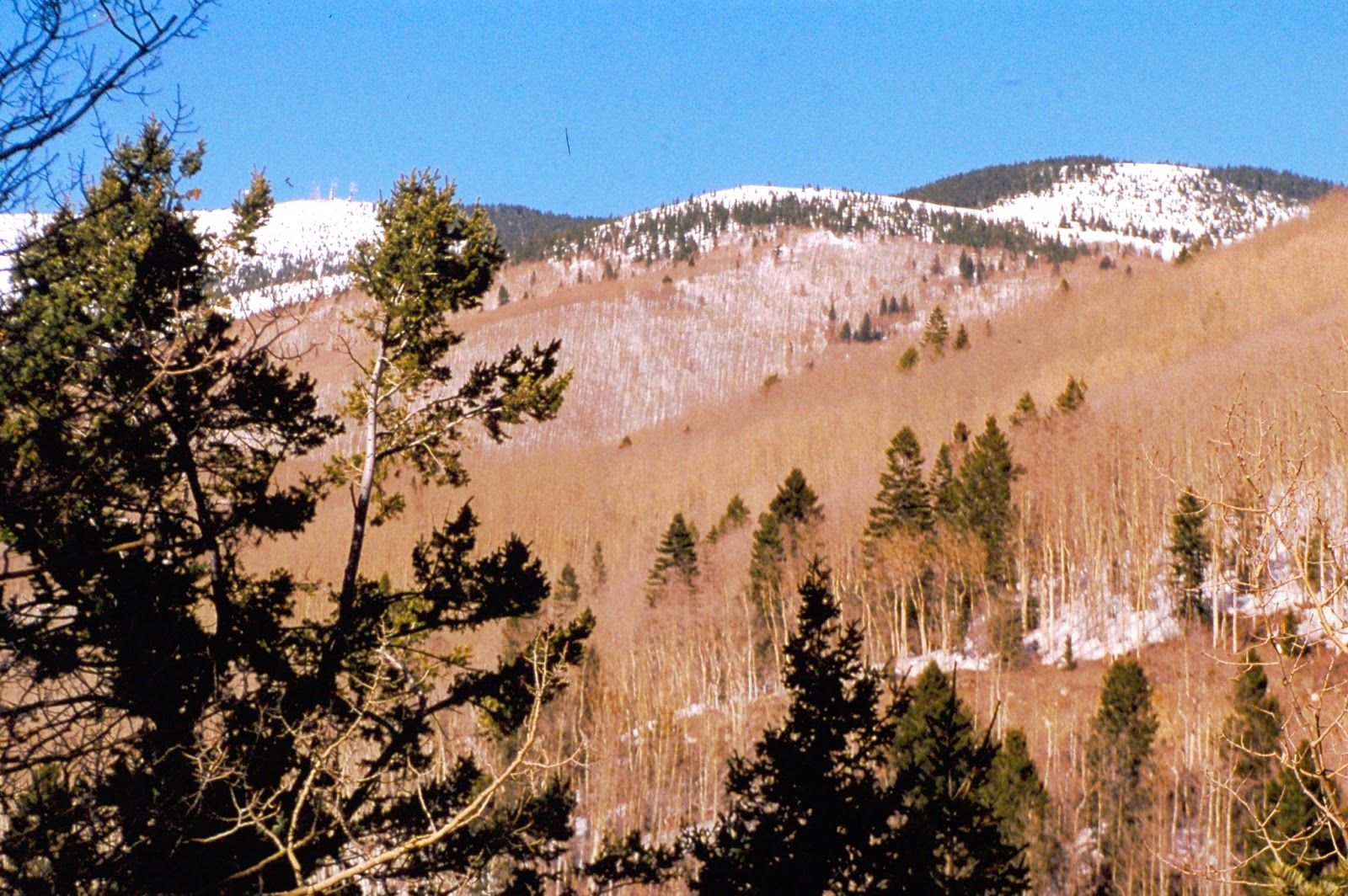 I Brake for Wildflowers!: Springtime in New Mexico