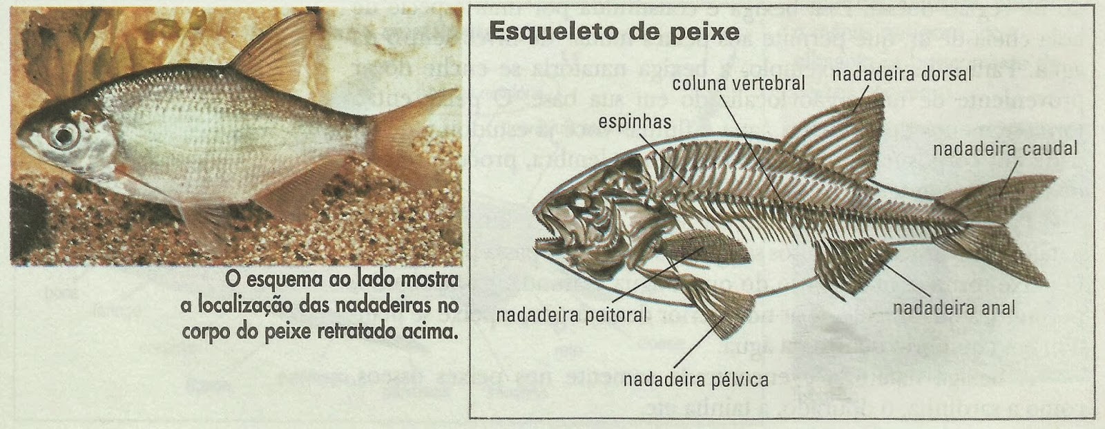 Qual A Função Da Linha Lateral Dos Peixes - RETOEDU