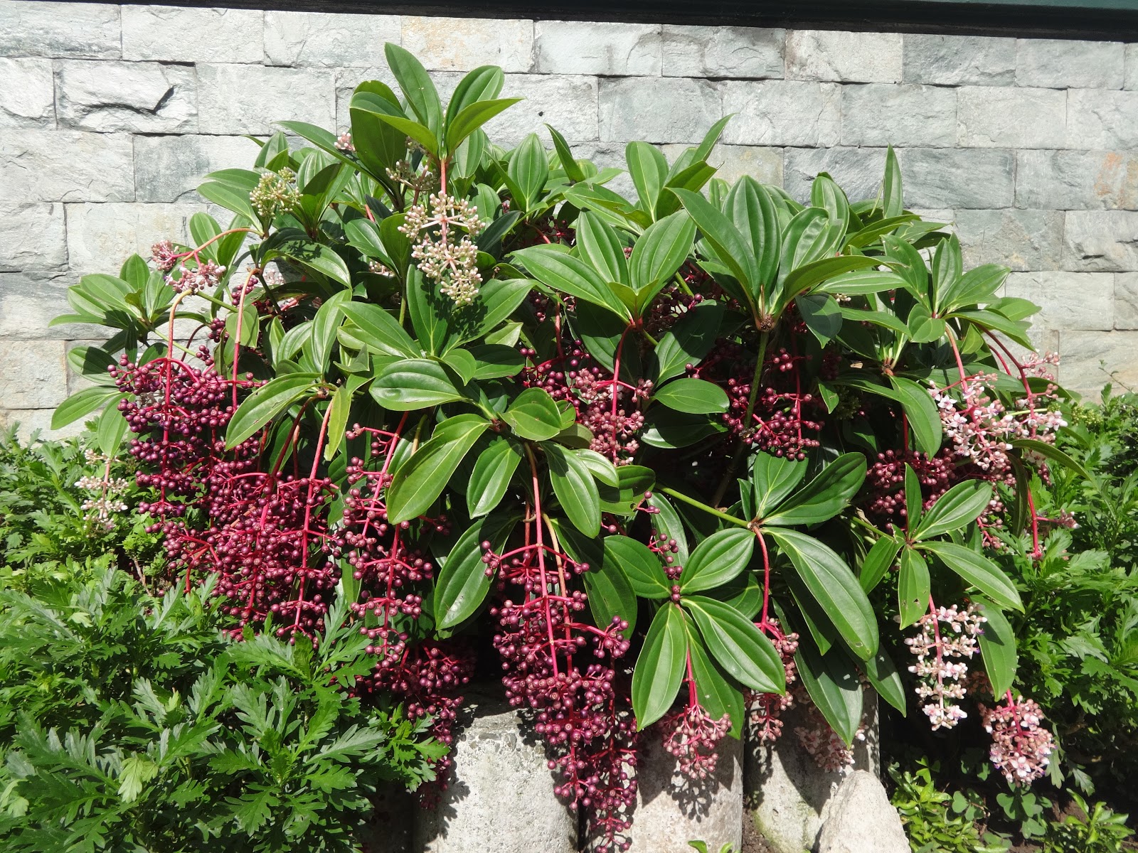 Herbs from Distant Lands: Medinilla magnifica, Medinilla pendula ...
