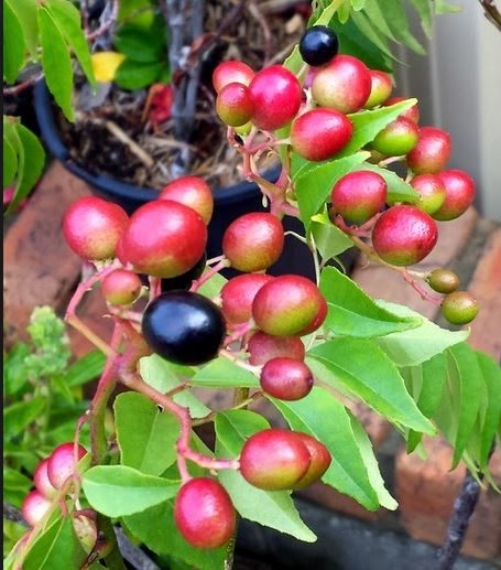 Caribbean Crewed and Bareboat Yacht Chartering News you can use ...