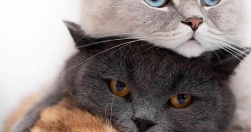 7 Tips to Help You Become the Best Cat Owner Ever - Lovely Cat