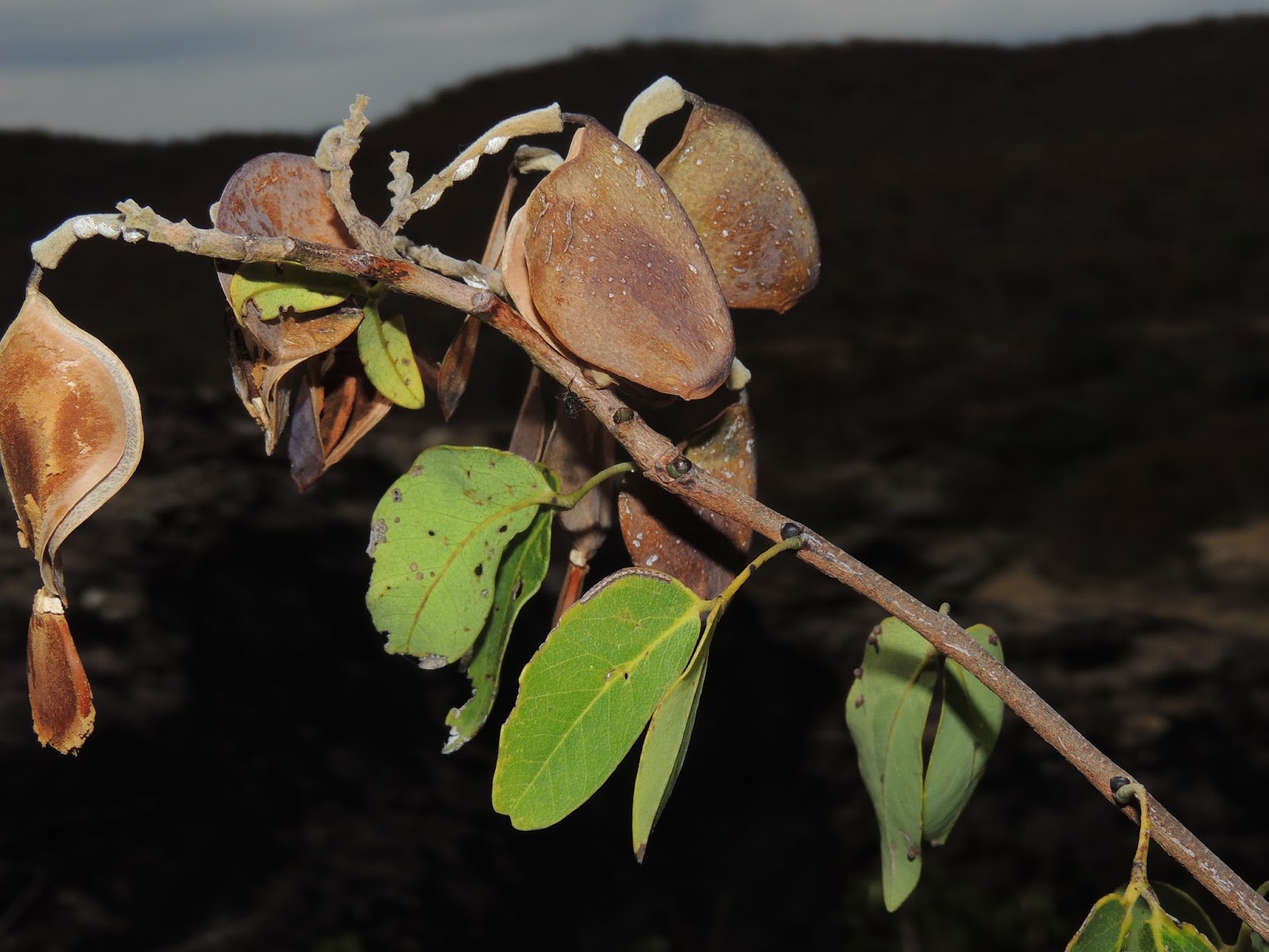 Fabaceae - Leguminosae no Brasil: Peltogyne