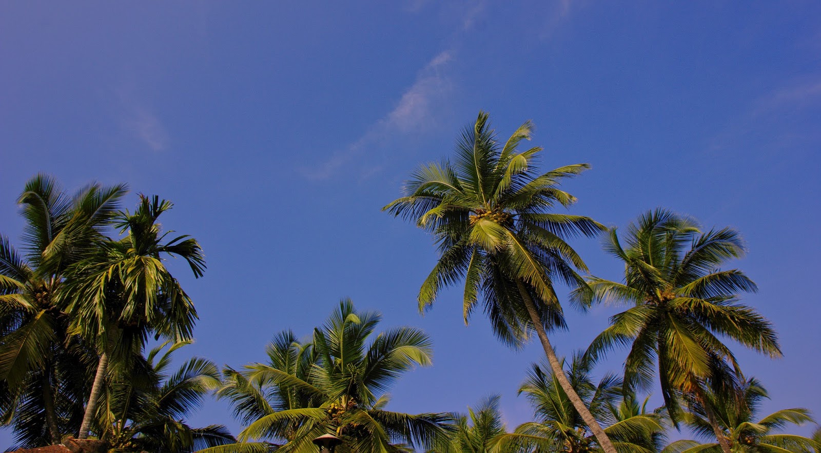 Random Scribbling: Palmwatch