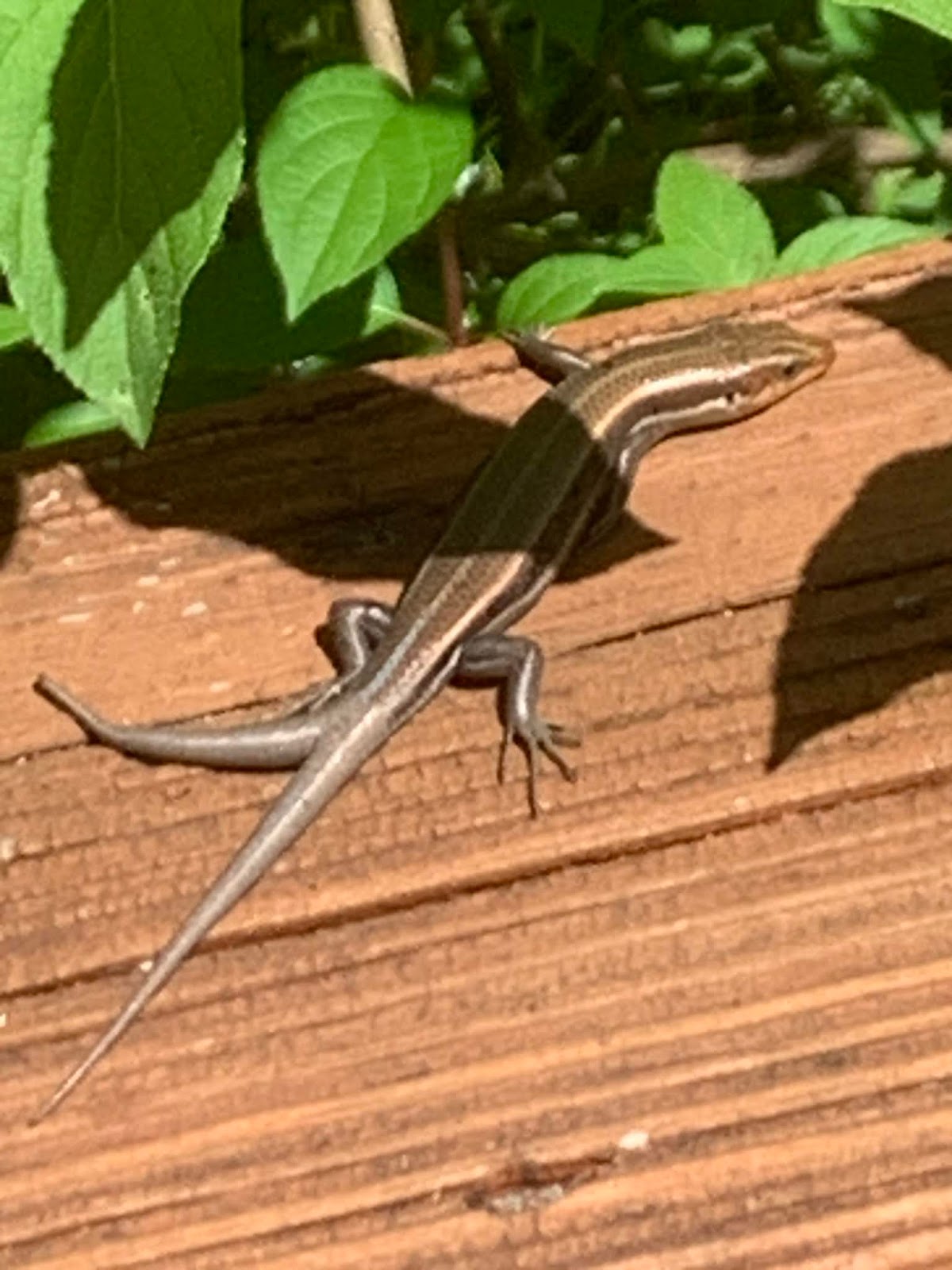 Nature Ramblers: The Tale of a Weird Tail