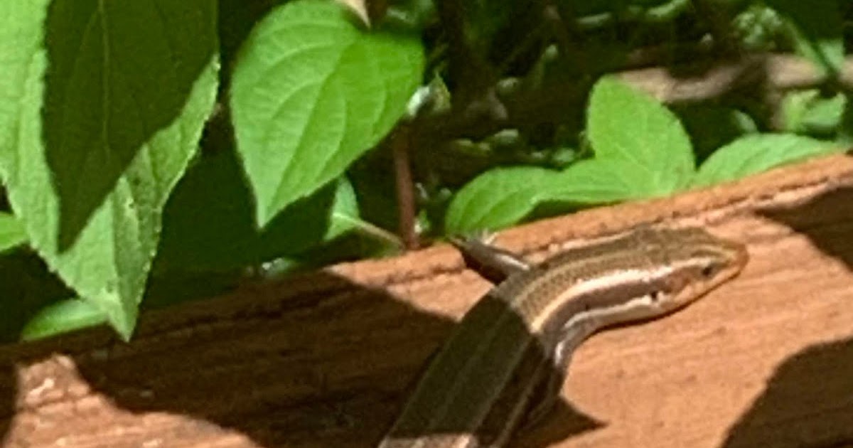 Nature Ramblers: The Tale of a Weird Tail